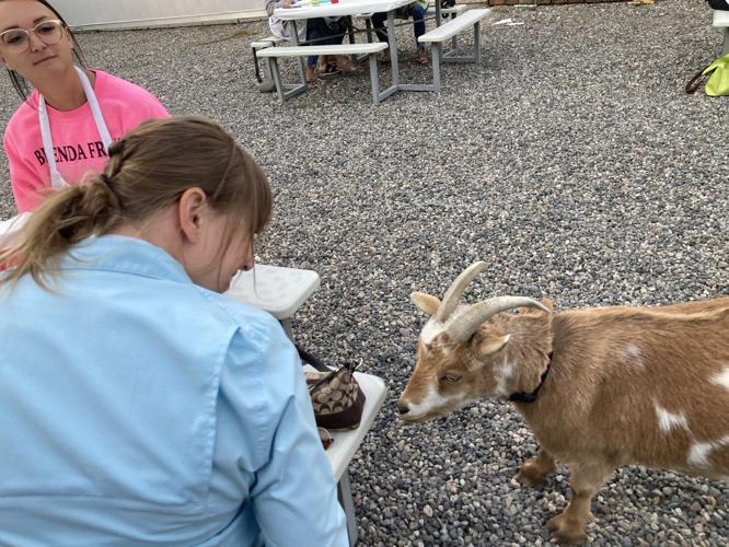 Painting class with live goats is big hit at High Plains Brewing | News ...