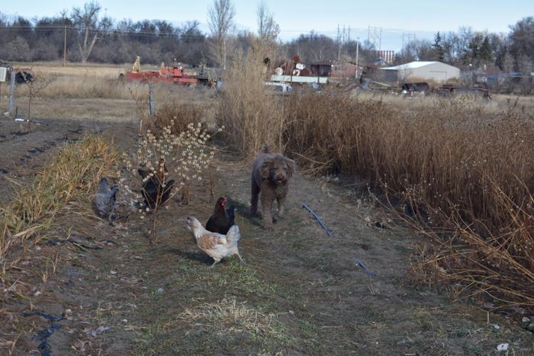 'Funky and fierce': Young entrepreneurs return to the family farm to ...