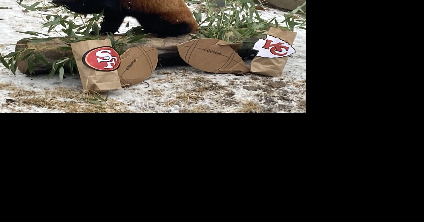 ZooMontana's red panda Pabu picks 49ers to win the Super Bowl | News ...