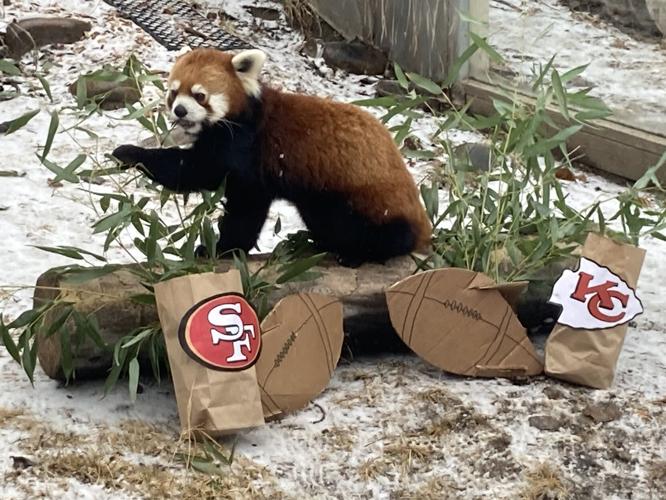 ZooMontana's red panda Pabu picks 49ers to win the Super Bowl | News ...