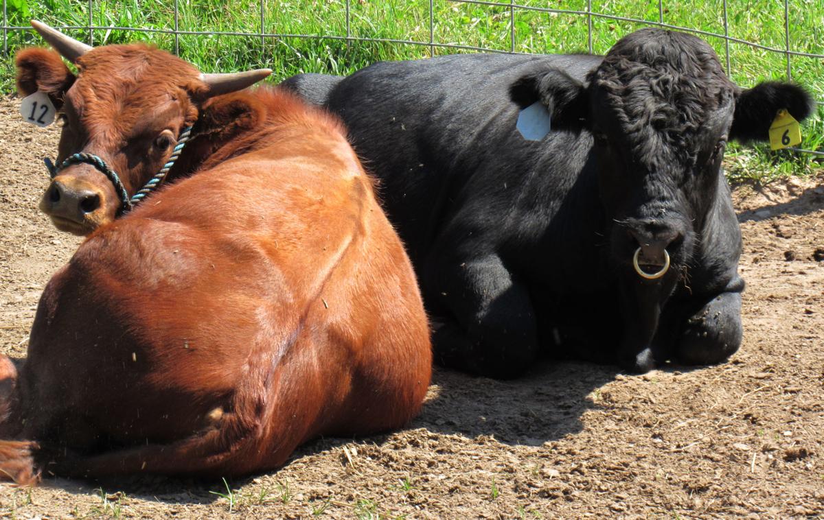 A small get-together: Dexter cattle breeders from throughout Midwest ...