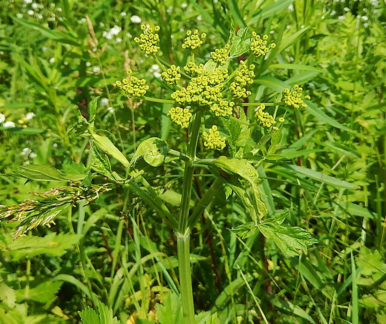 Invasive wild parsnip plants cause rash, blistering on contact | Front ...