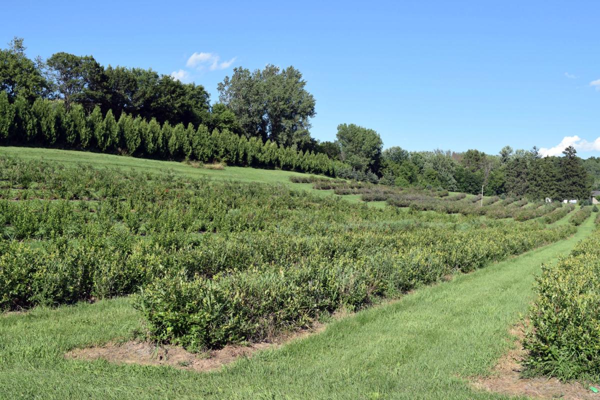 Blueberry orchard's U-pick season off to strong start | Front Page ...