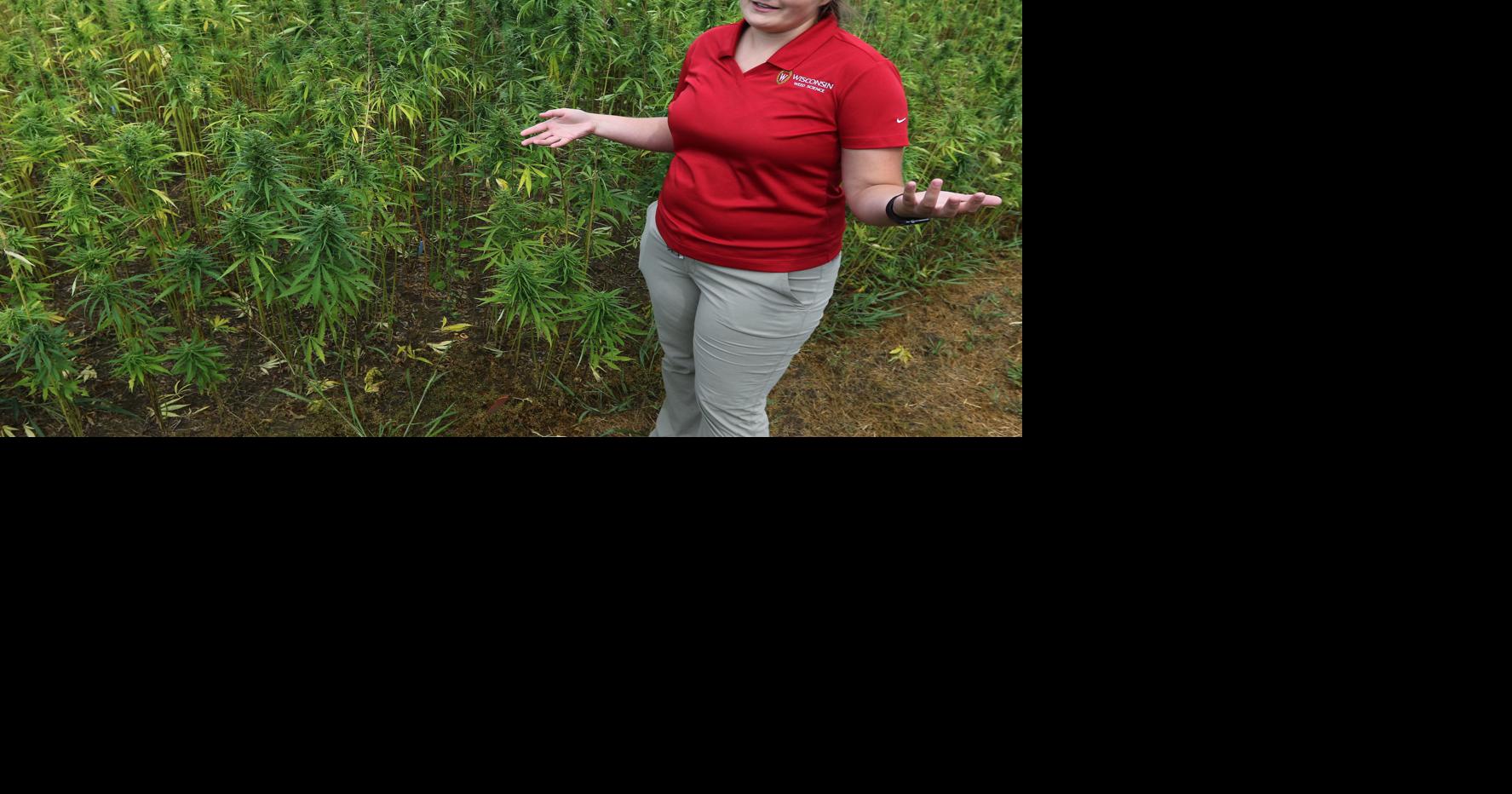 Industrial hemp growing well in test field in Chippewa Falls | Front ...