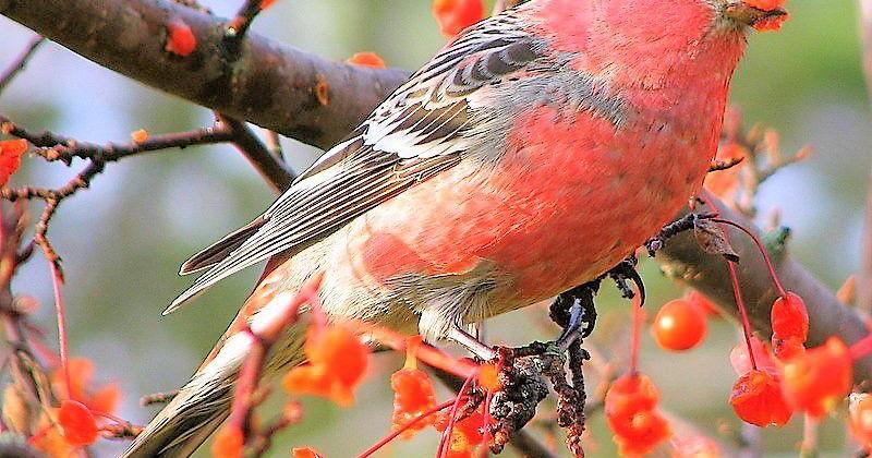 February bird count offers outdoor fun | Outdoors | leadertelegram.com