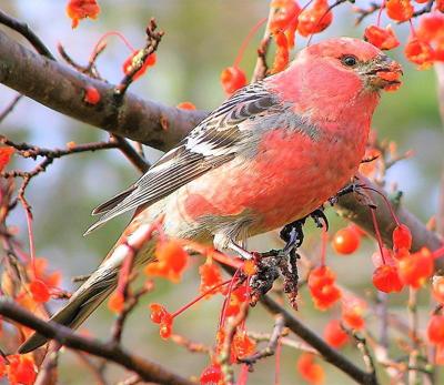 February bird count offers outdoor fun | Outdoors | leadertelegram.com