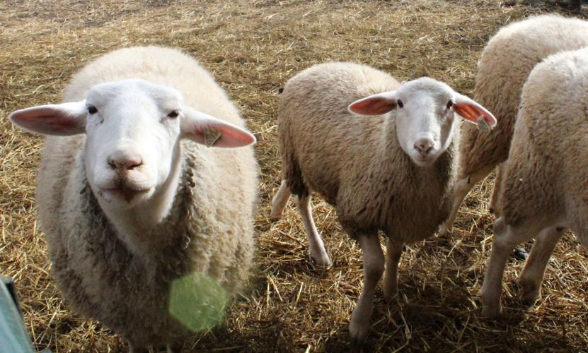 Lessons learned from school's sheep project | Country Life News ...