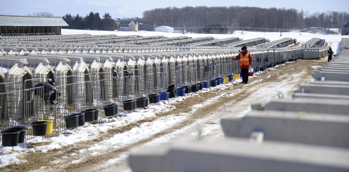 Growing operation: Hall’s Calf Ranch raises 8,500 calves for 30 farms ...