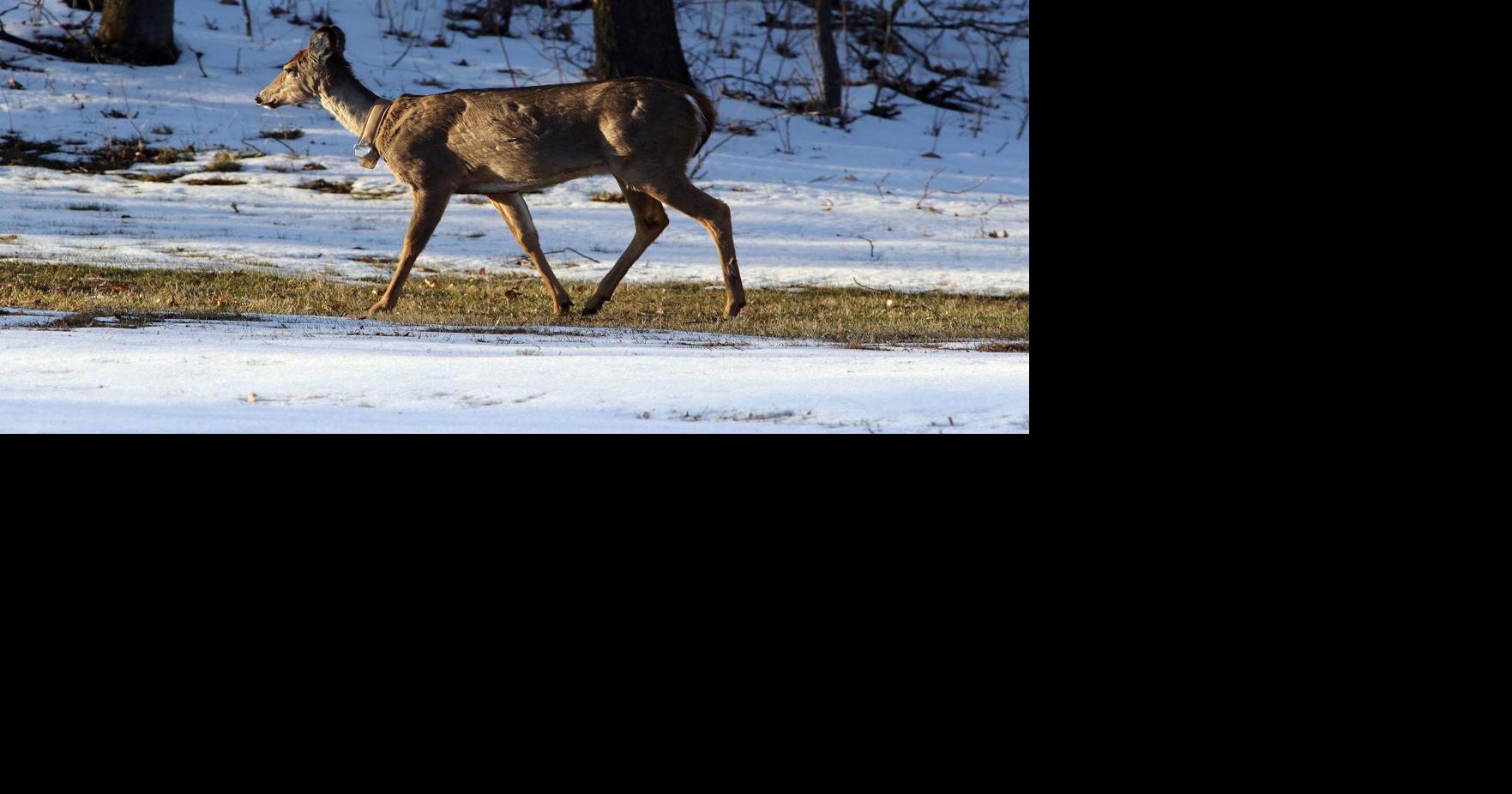 Deer predator study begins third capture season | Outdoors ...