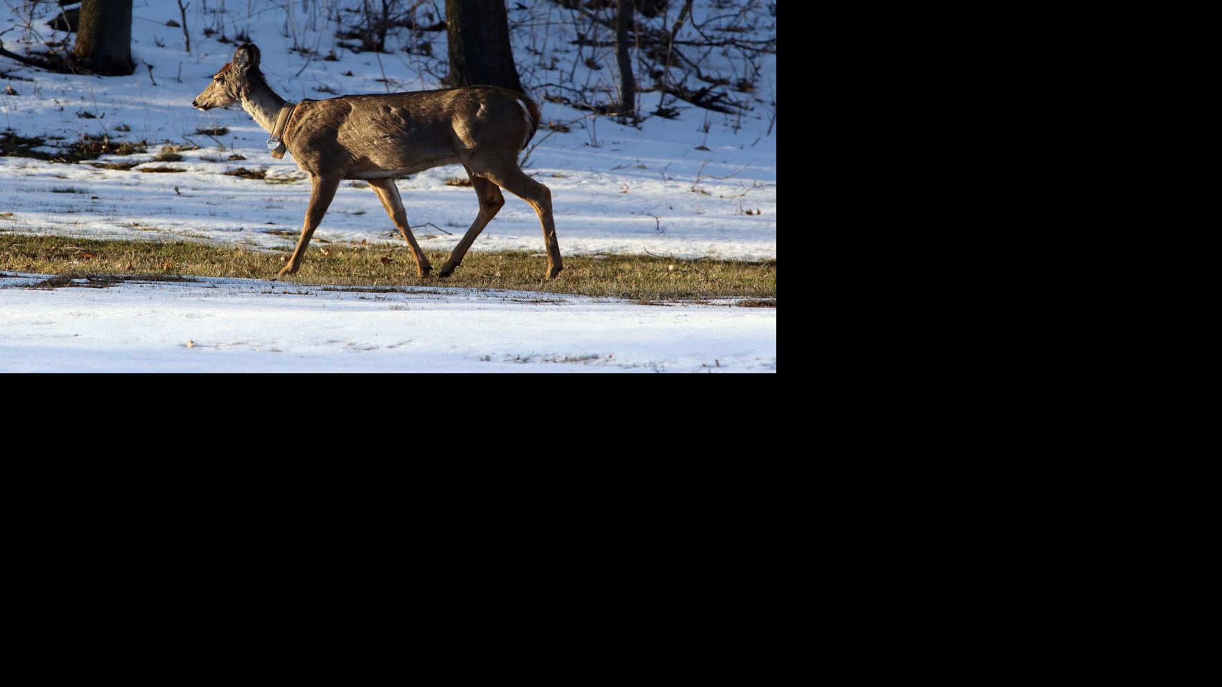Deer predator study begins third capture season | Outdoors ...