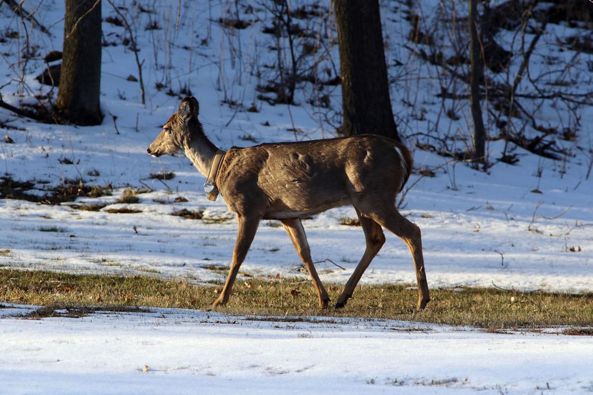 Deer predator study begins third capture season | Outdoors ...