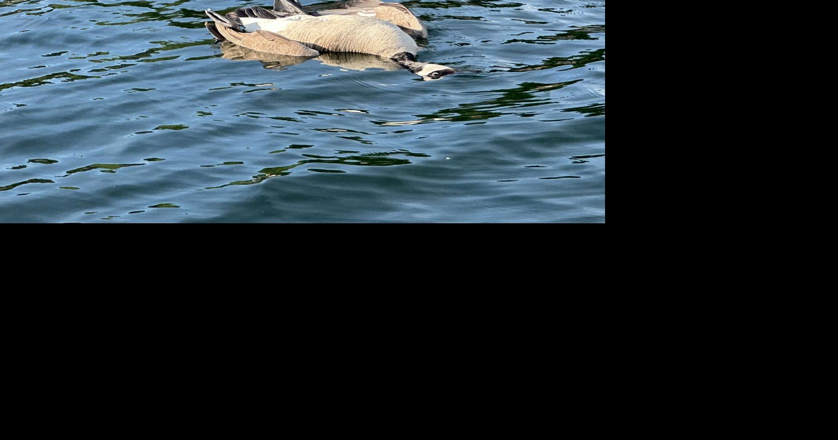 Officials investigating goose deaths | Outdoors | leadertelegram.com