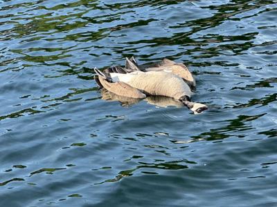 Officials investigating goose deaths | Outdoors | leadertelegram.com