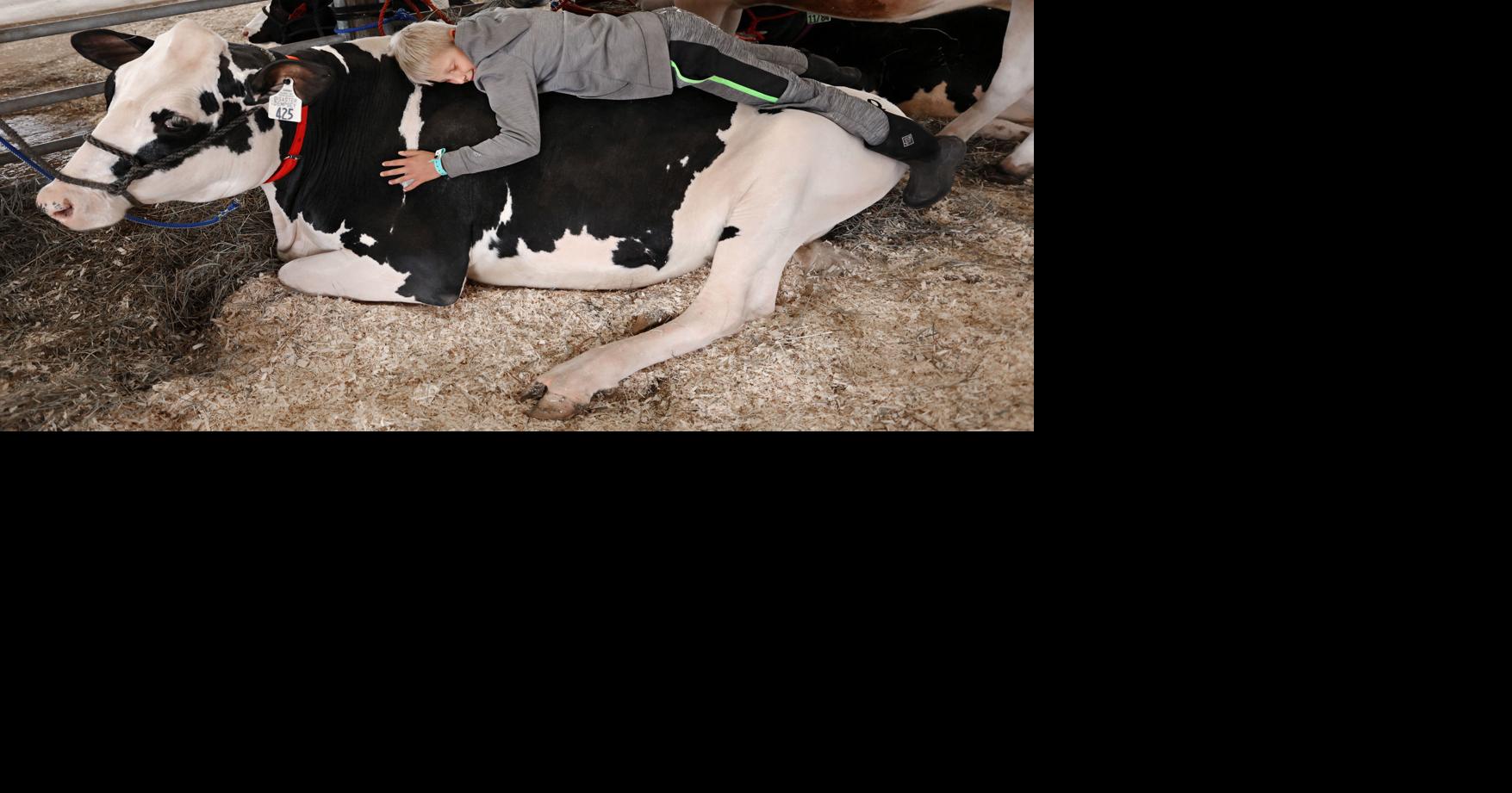 Experts urge caution as fear of avian flu in cattle dies down ...