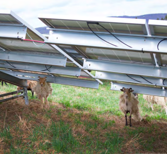 Solar operations can benefit from grazing sheep | Country Options ...