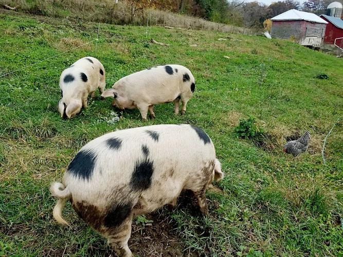 Couple prides themselves on sustainable state of mind | Environment ...