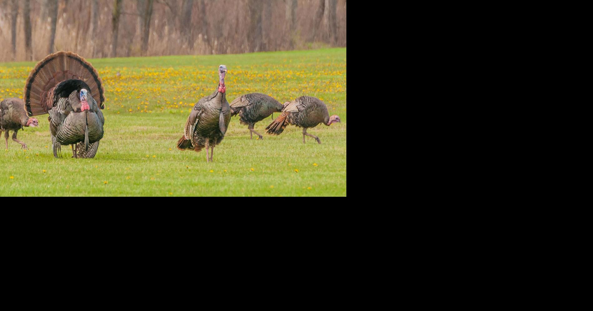 Aggressive turkeys prompt Eau Claire to coordinate relocation plan with ...