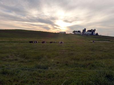 Black walnuts round out grazing operation | Country Today ...