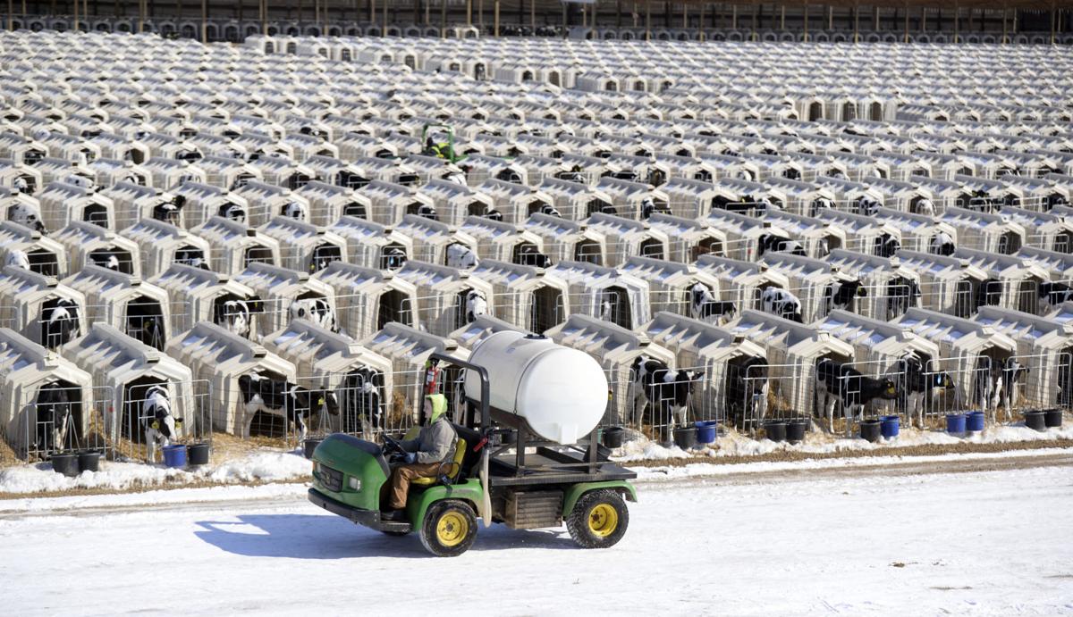 Growing operation: Hall’s Calf Ranch raises 8,500 calves for 30 farms ...