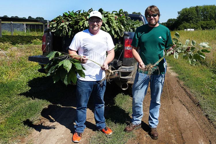 Hsu Ginseng: Roots of past growing for future | Country Options ...