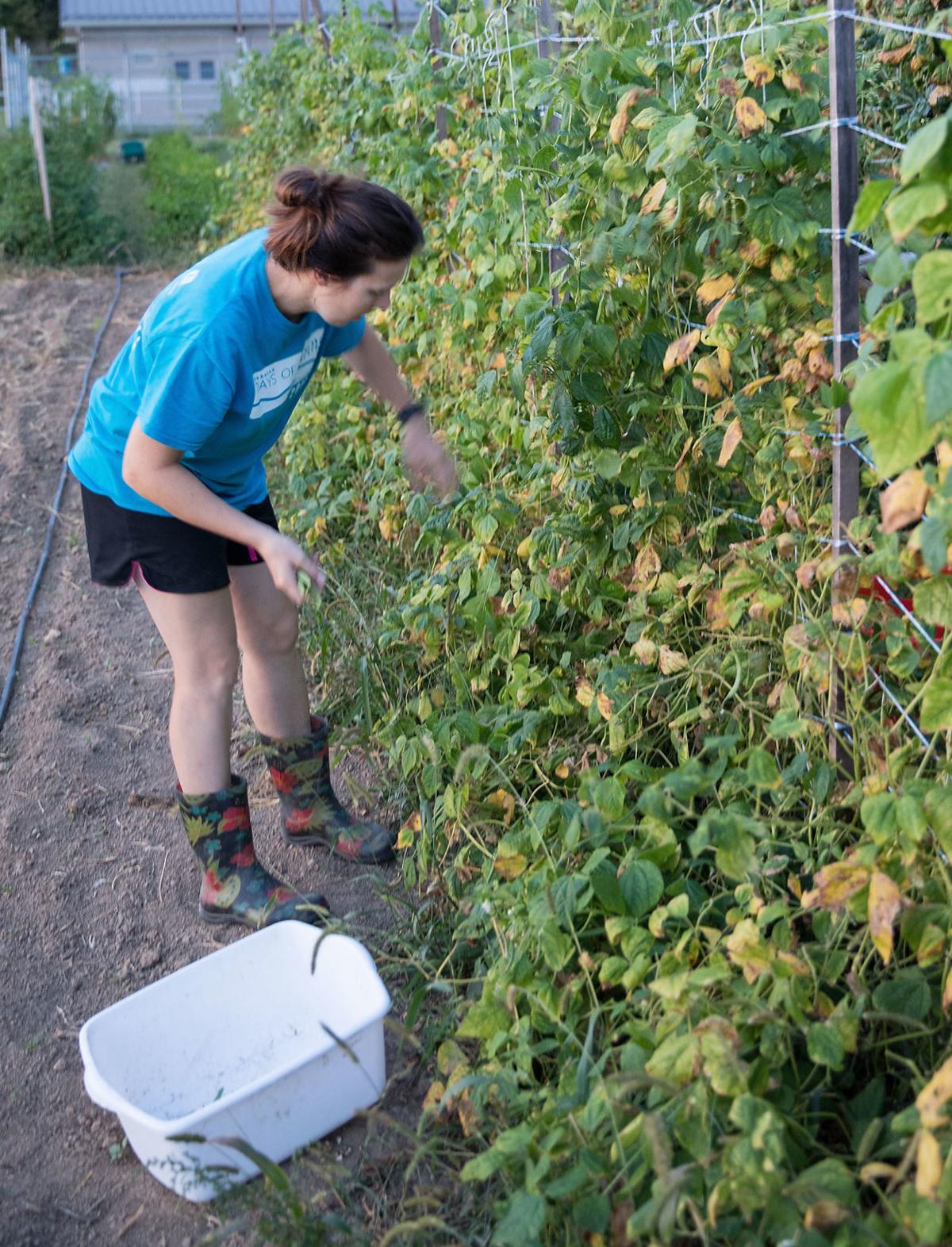 Collaborative farm gives experience to beginning farmers | Country ...