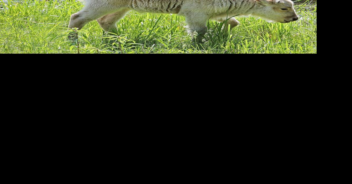 Bison, maras, Watusi cow among newborns at Irvine Park zoo | Front Page ...