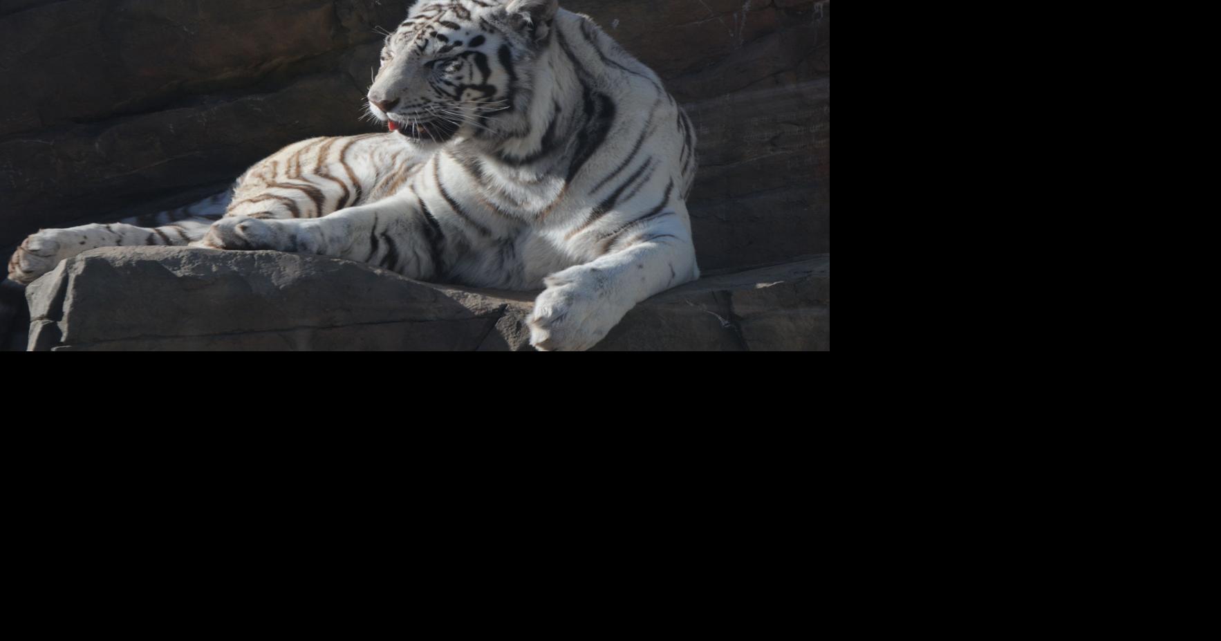 White tiger in Irvine Park Zoo dies | Daily Updates | leadertelegram.com