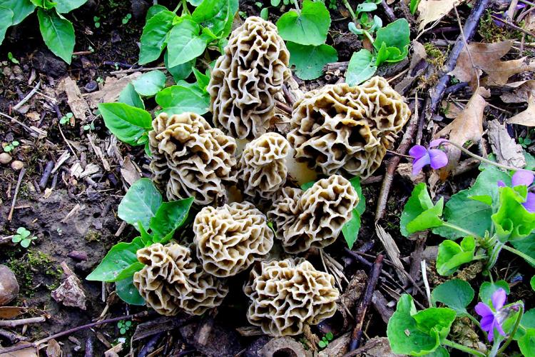 Are watchman trees key to morel season? | Outdoors | leadertelegram.com