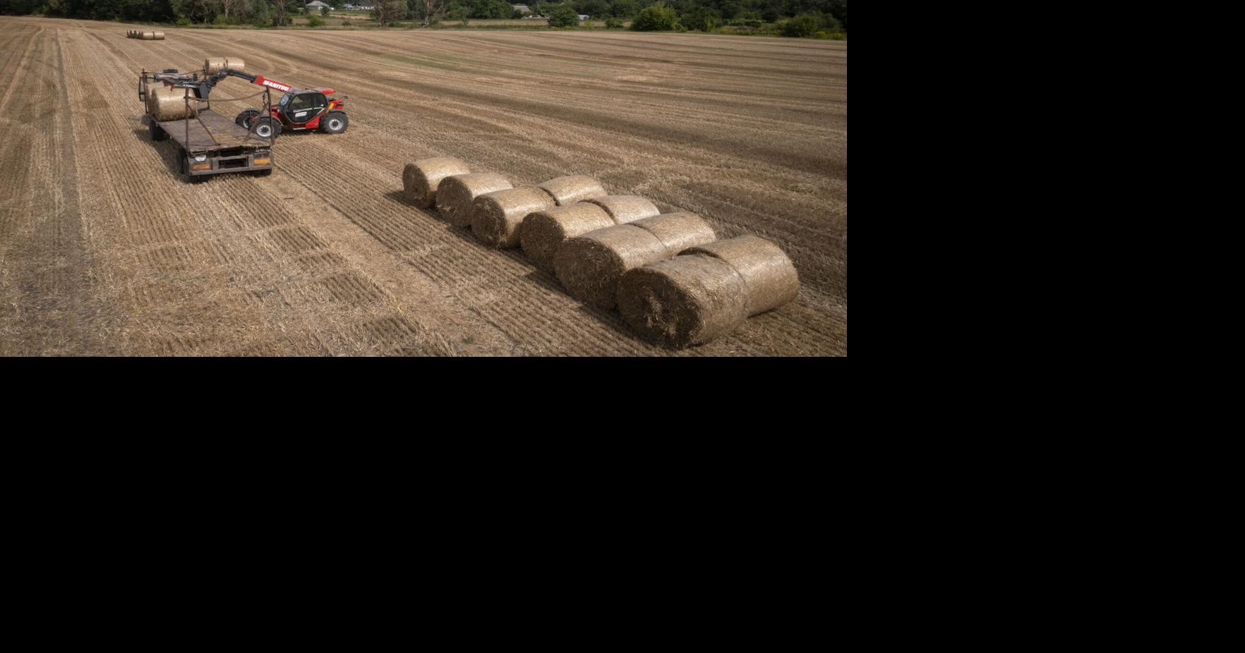 As the Black Sea becomes a battleground, one Ukrainian farmer doesn't ...