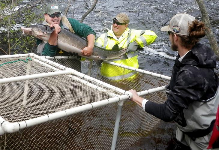 Sturgeon Rodeo: Roundup a sight to behold | Outdoors | leadertelegram.com
