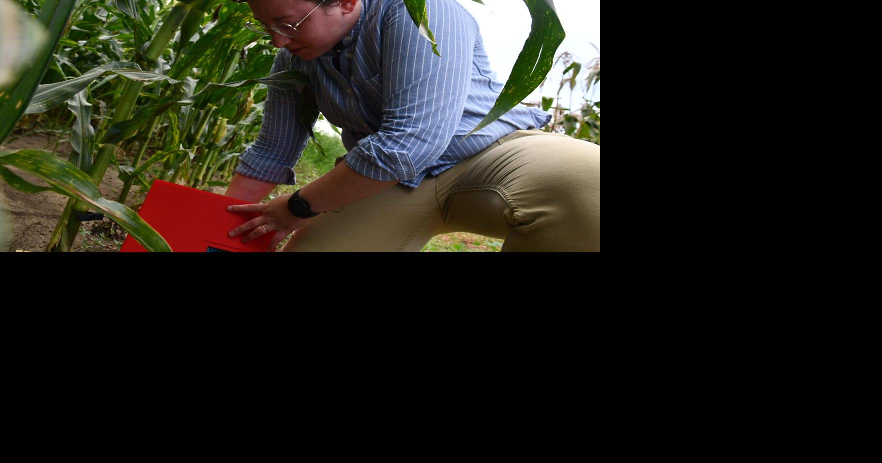 Bugging the bugs: UW-Madison entomologist eavesdrops on pests | Crops ...