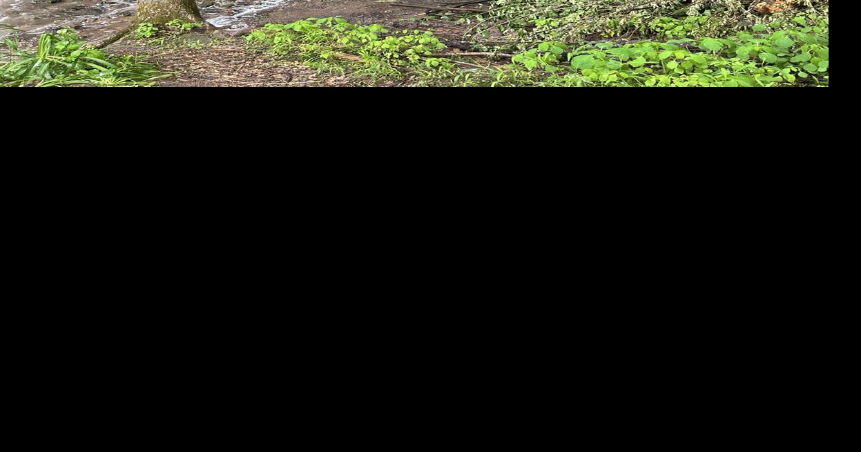 New hiking trail opens in Irvine Park | Daily Updates | leadertelegram.com