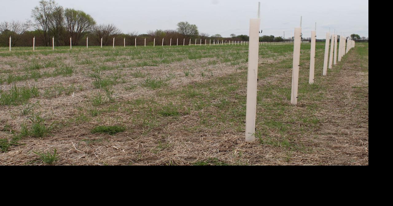 Alley cropping: Harmonizing crops and trees for max impact | Country ...