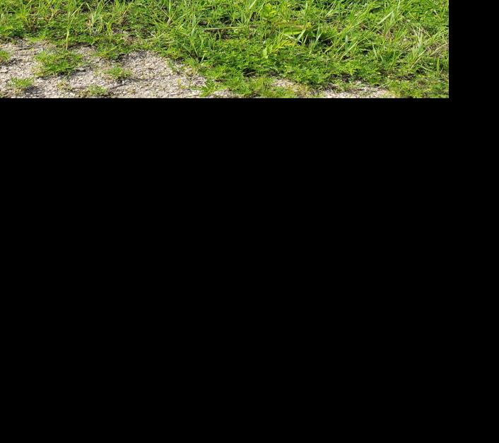 2 injured in Pierce county motorcycle-deer crash | Daily Updates ...