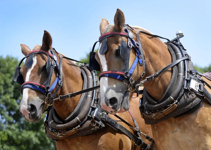 belgian draft horses pulling