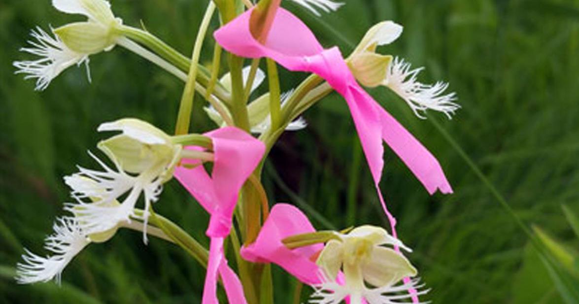 Pollinating rare wild orchids by hand pays off | Outdoors ...