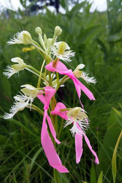 Pollinating rare wild orchids by hand pays off | Outdoors ...