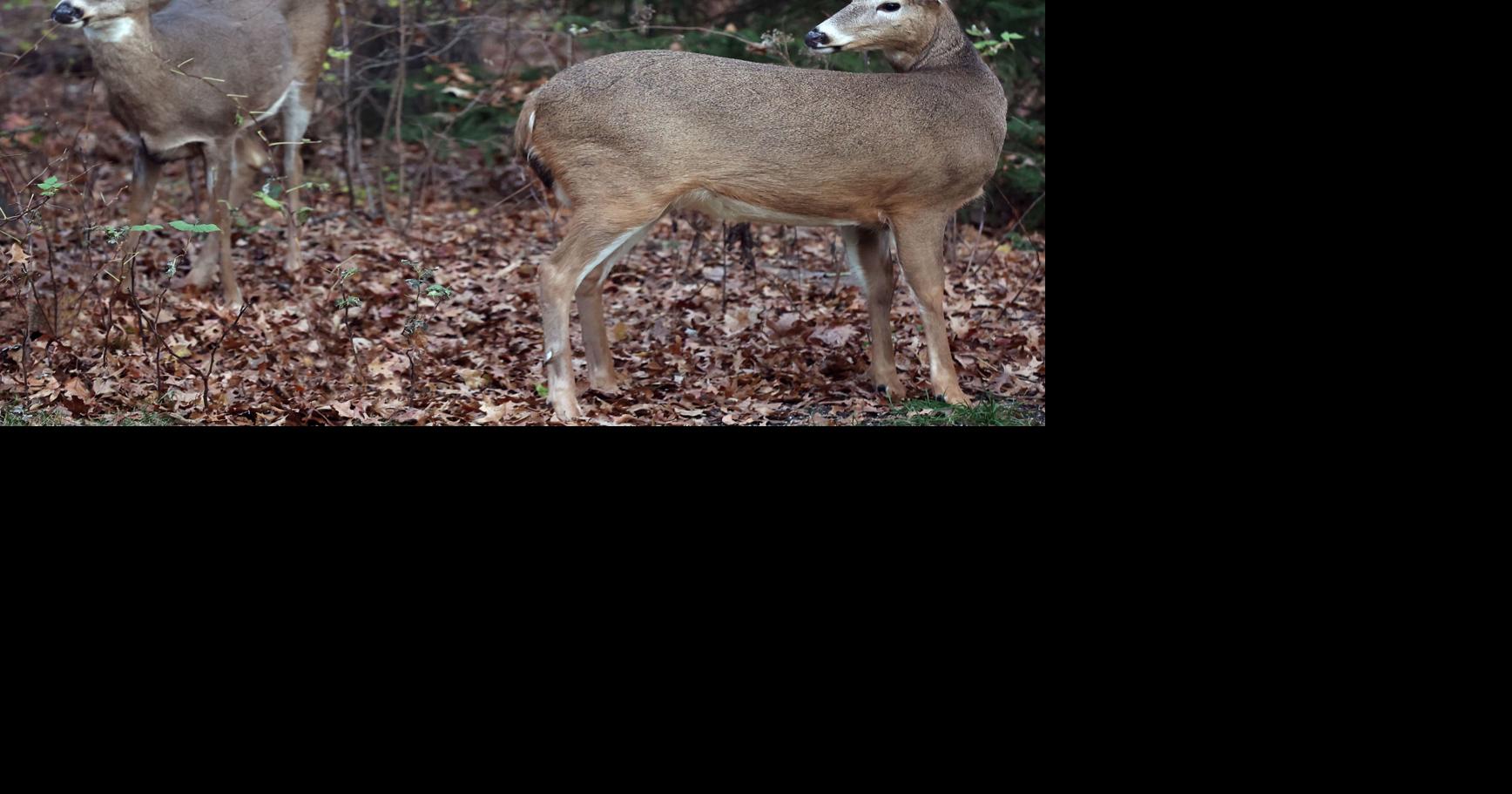Wisconsin deer population at a critical high | Woodlands ...