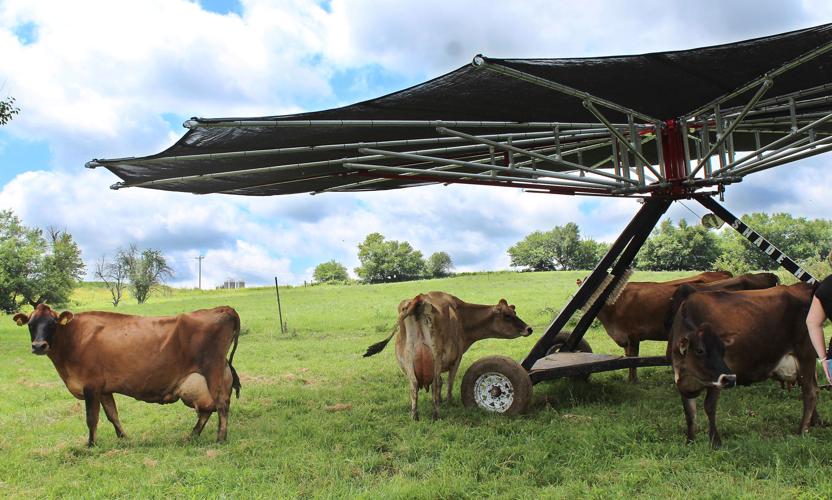 Beating the heat: Farmer shares experiences with portable shade ...