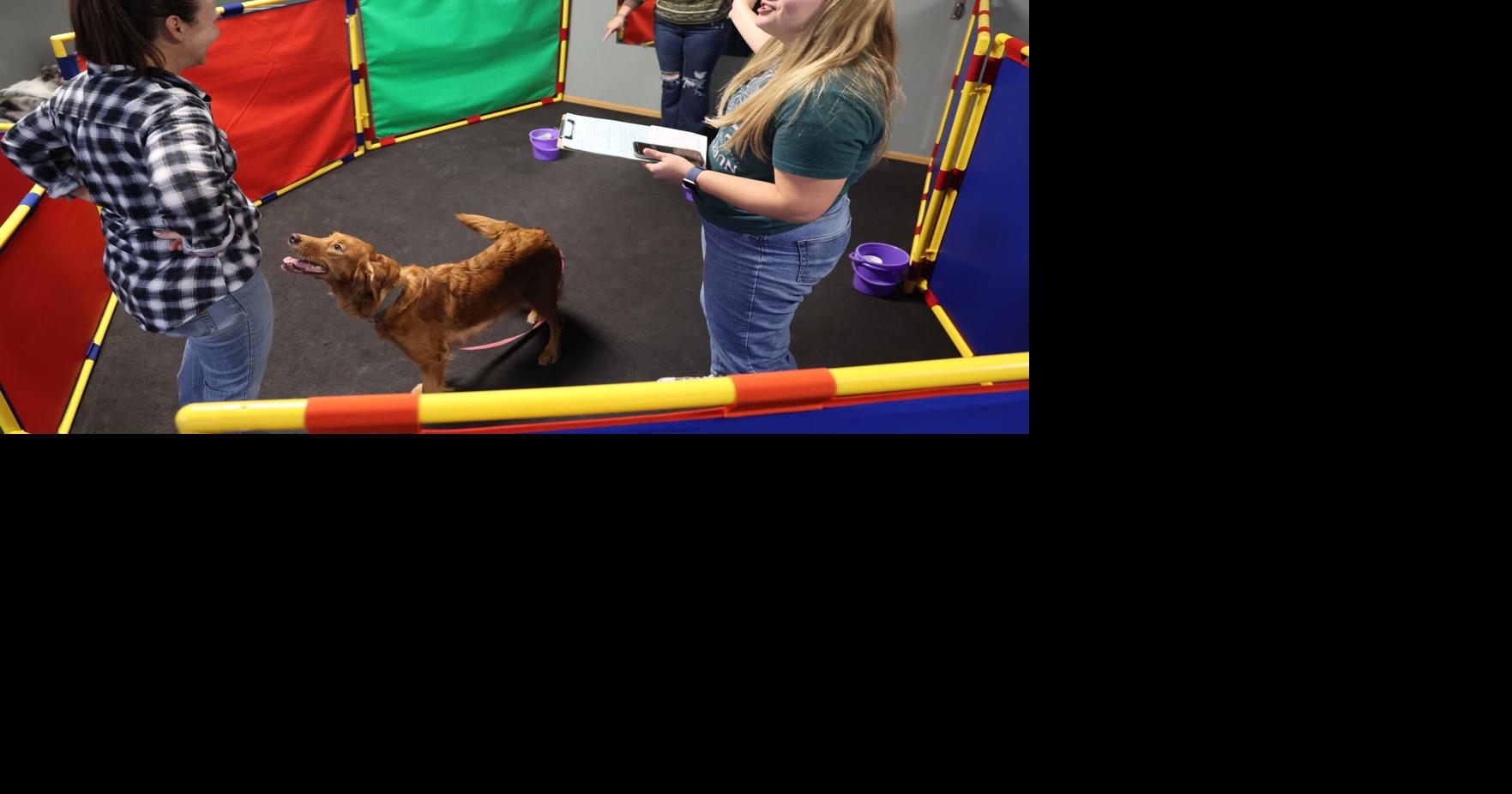 Man's best friend?: UWEC lab has students research dog behavior ...