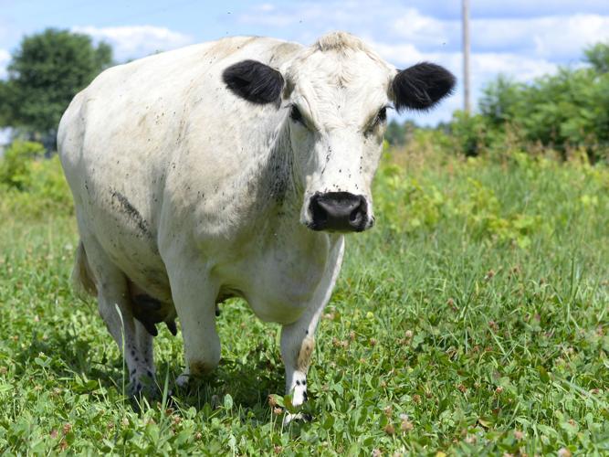 Bouressa keeps family’s farming tradition alive | Country Today ...