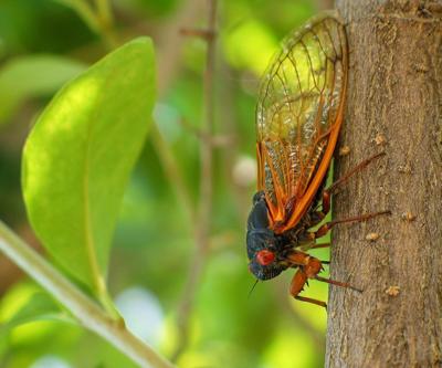 As ground warms, cicadas set to emerge in southern Wisconsin | Country ...