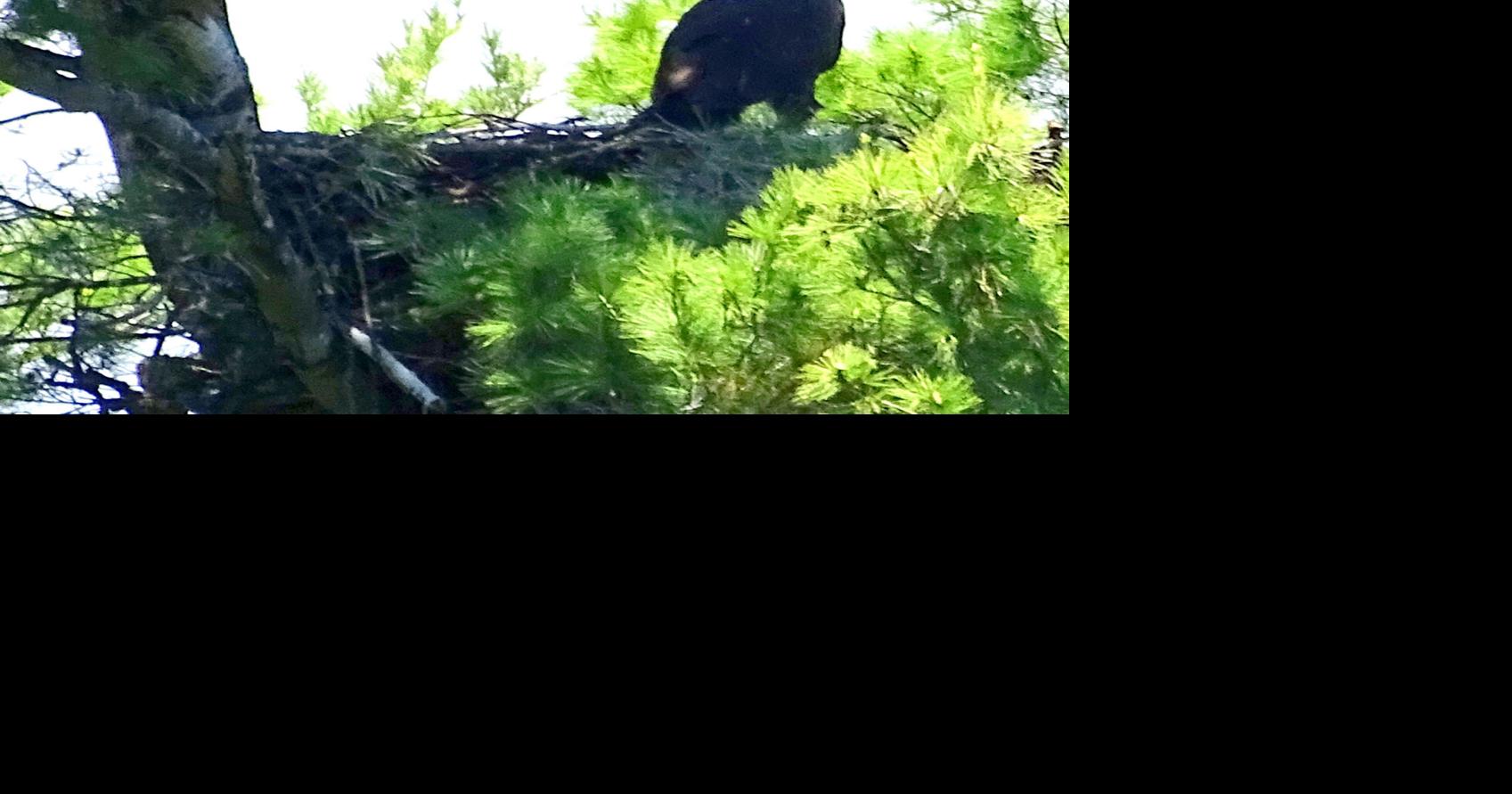 Bald eagles serve as bio-sentinels of ecosystem health | Outdoors ...