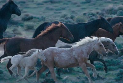 Documentary helps make plight of wild horses a 'hot topic,' equine ...