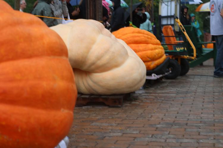 Ginormous pumpkin festival lives up to its name | Front Page ...