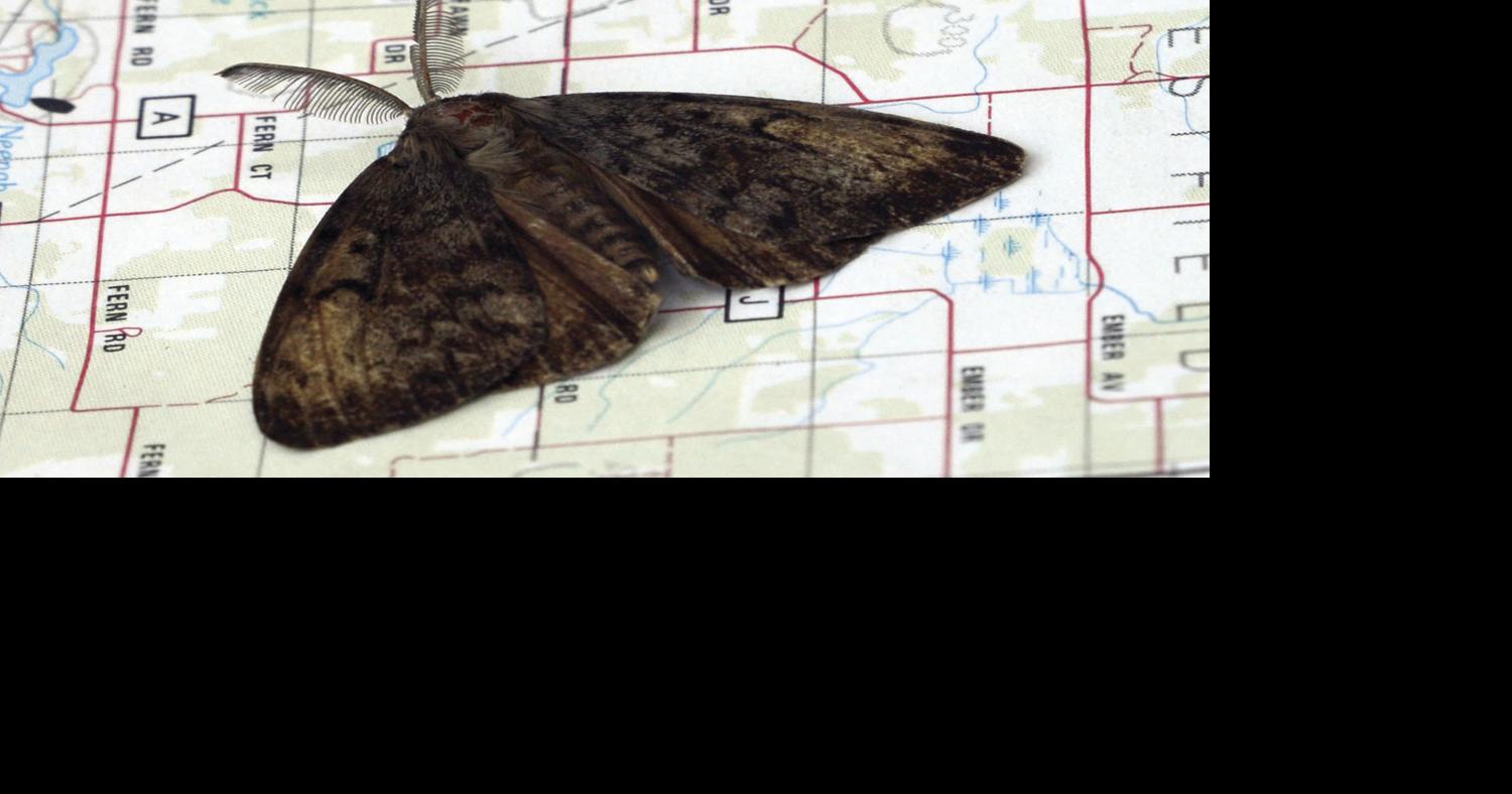 Spongy moth spraying begins this month in western Wisconsin | Daily ...
