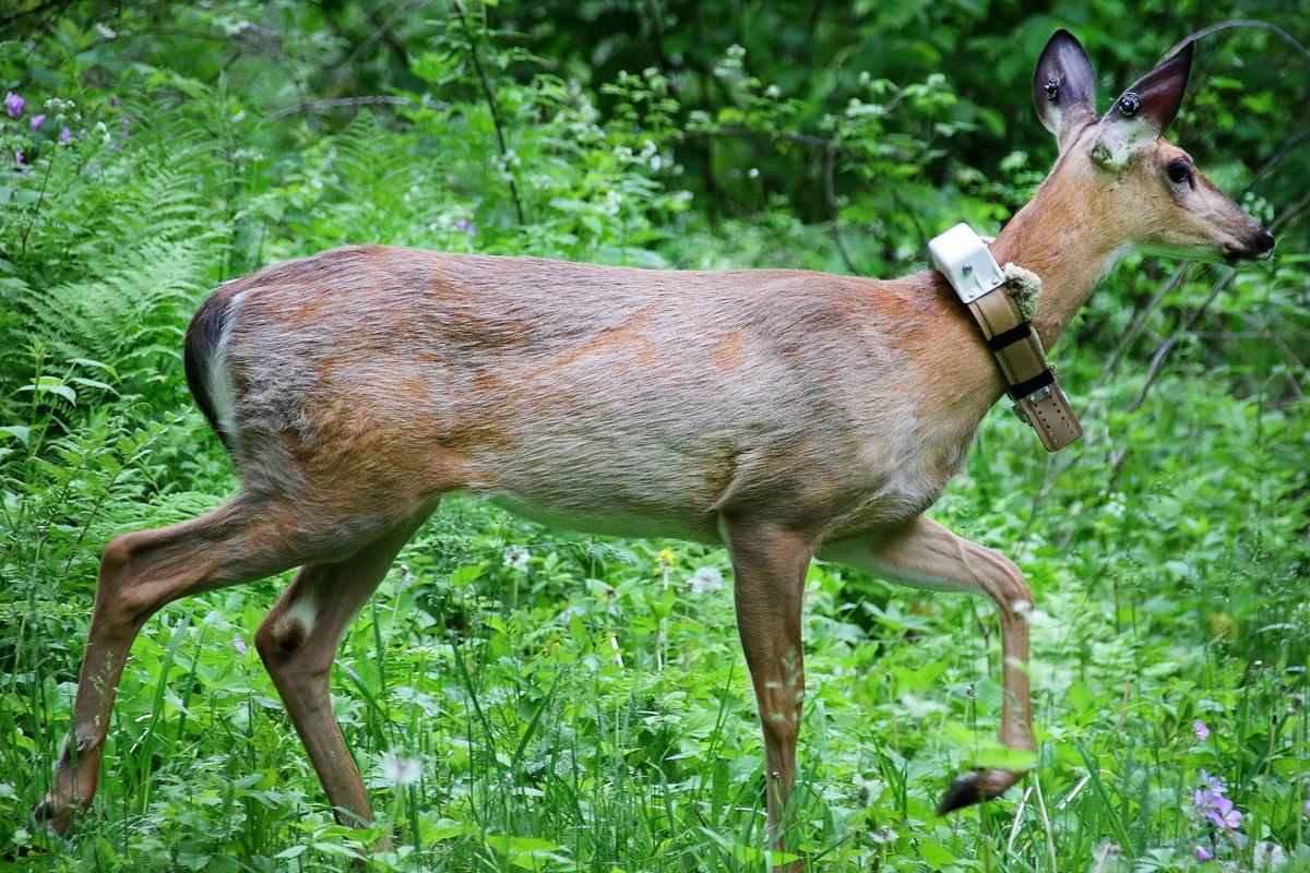 Fawn capture part of deer predator study | Outdoors | leadertelegram.com