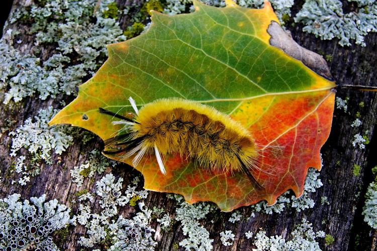 Engage senses to enjoy fuller autumn outdoors | Outdoors ...