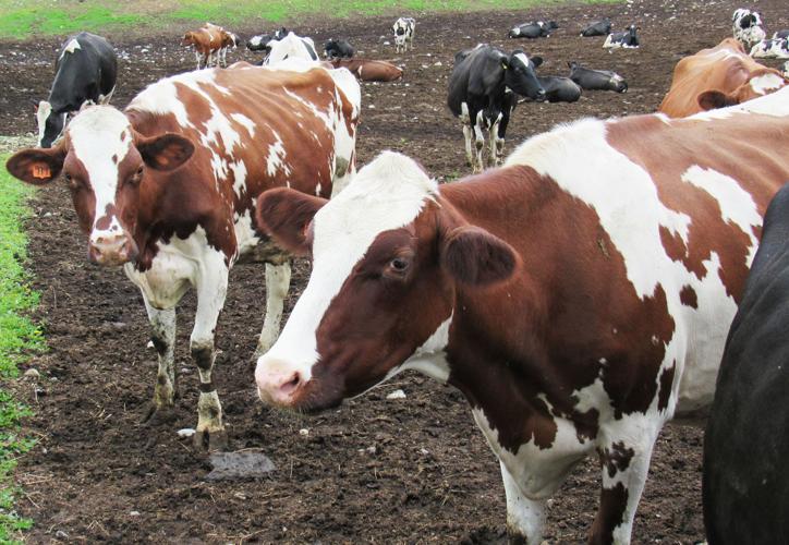 Farming on the last frontier: Visits to Alaska’s last dairy and other ...