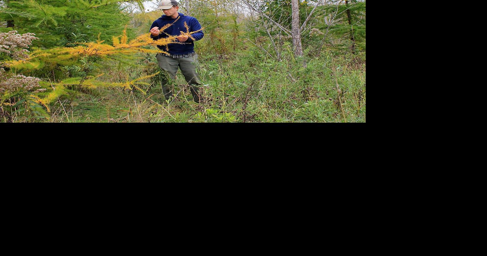 Fast-growing, soil-grabbing trees a good fit for some farms | Country ...